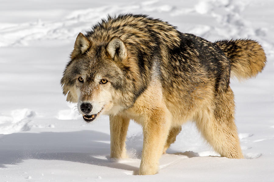 Wolf Photograph by Mike Centioli - Fine Art America