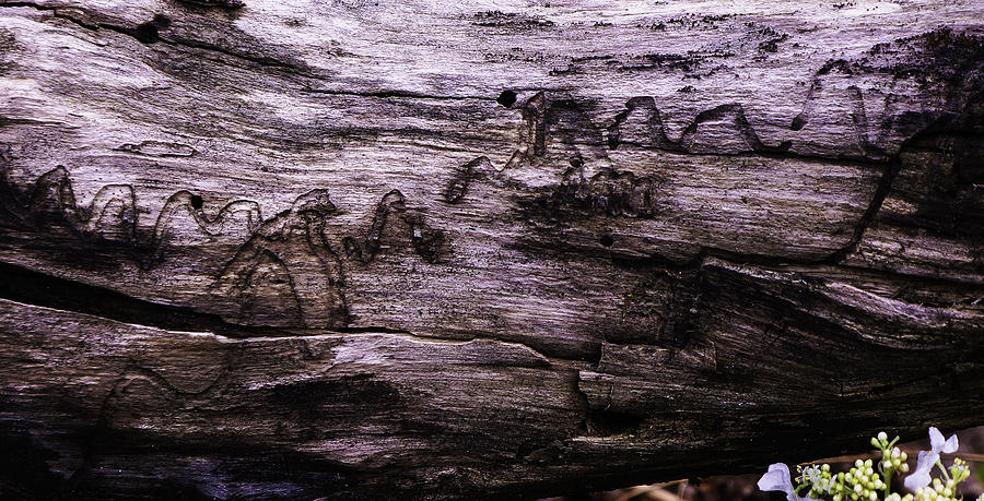 Worm Writing Photograph by Dawn Hagar - Fine Art America