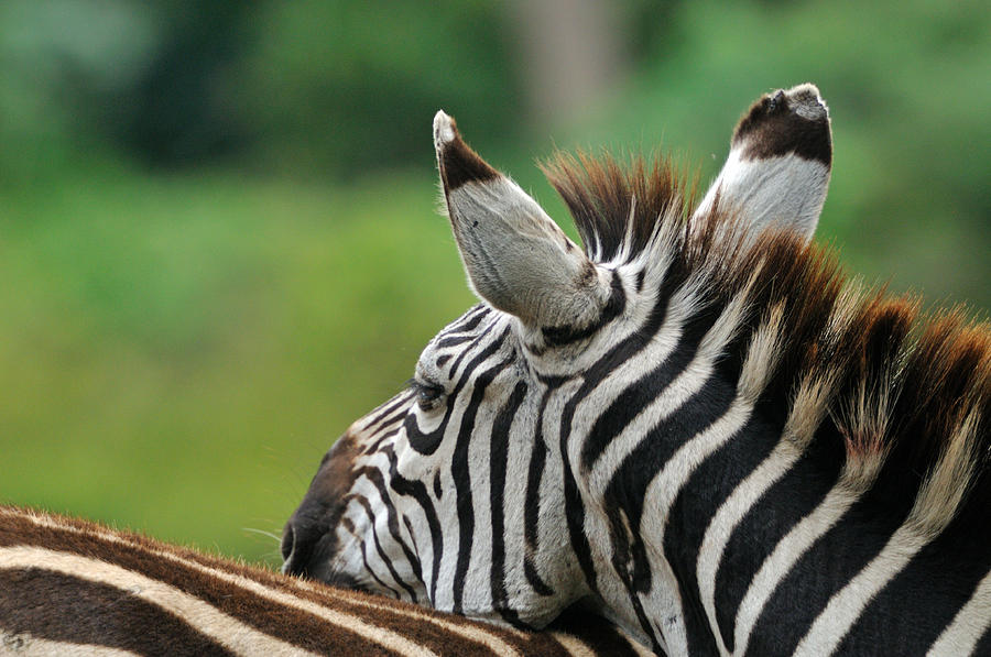 Zebra Photograph by Mark Rasmussen - Fine Art America