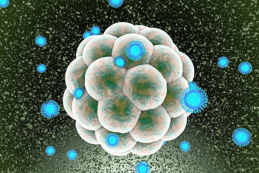 Zika Virus Infecting Embryo Photograph by Kateryna Kon/science Photo Library - Fine Art America