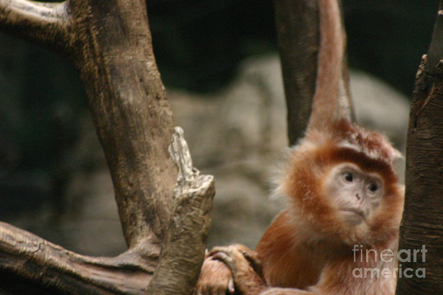 Golden monkey Photograph by Eric Brock - Fine Art America