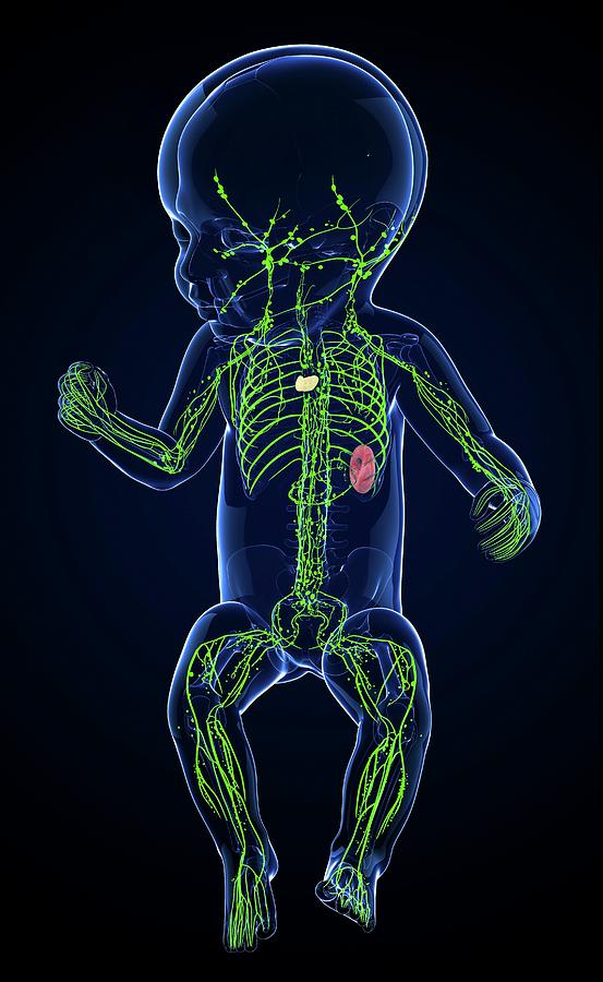 Baby's Lymphatic System #10 by Science Photo Library