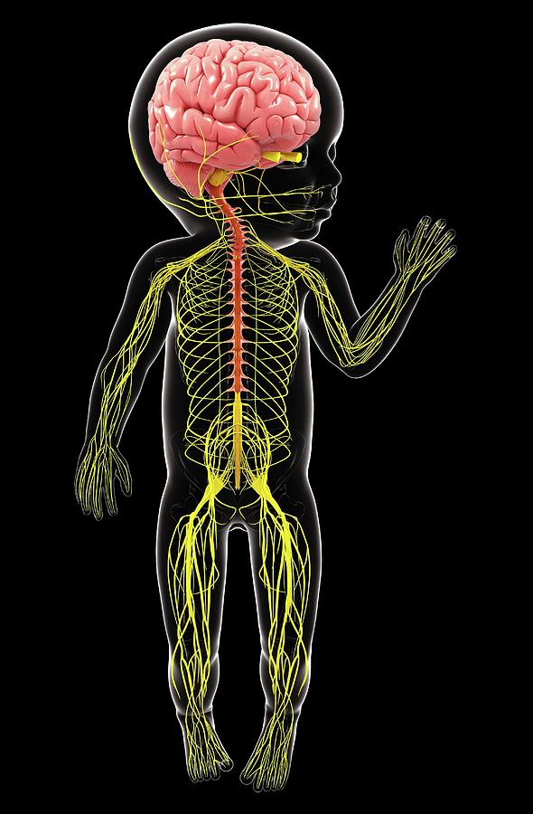 Baby's Nervous System #10 by Science Photo Library