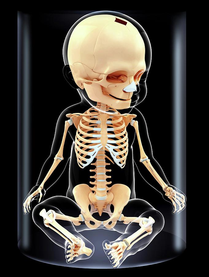 Baby's Skeletal System #10 by Science Photo Library