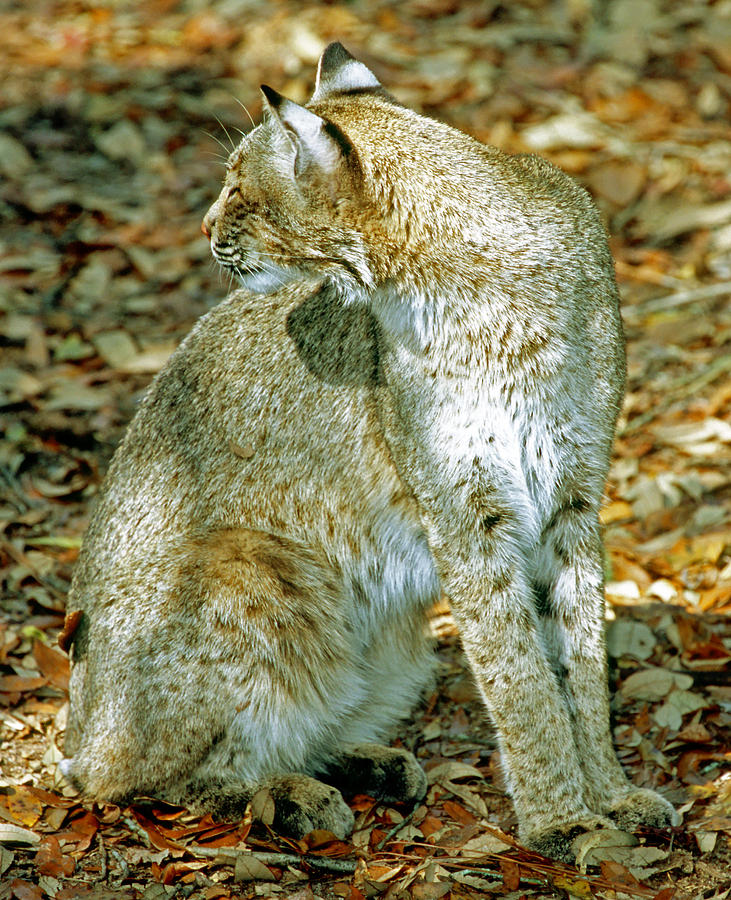Bobcat Photograph by Millard H. Sharp | Pixels