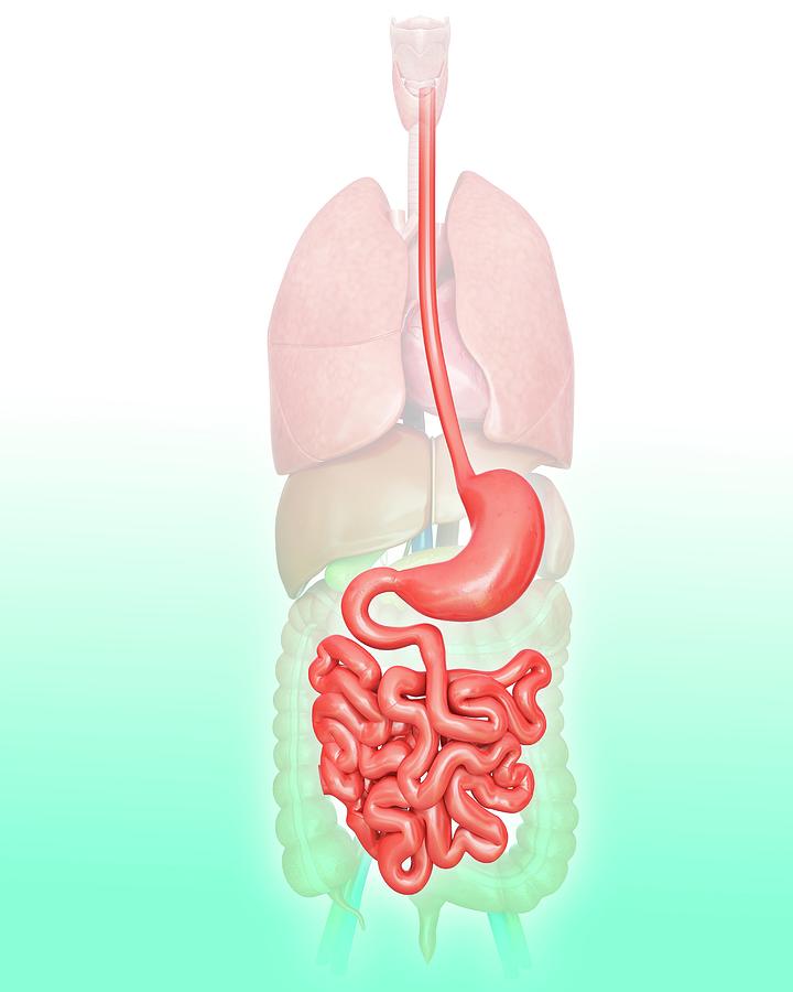 Human Digestive System Photograph by Pixologicstudio - Pixels