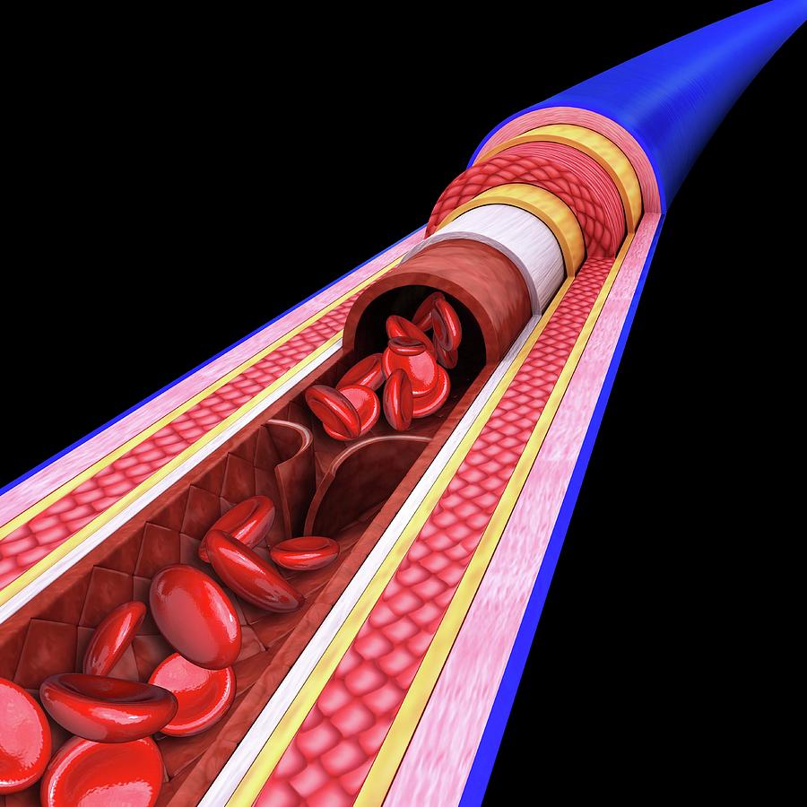 Human Vein #10 by Science Photo Library