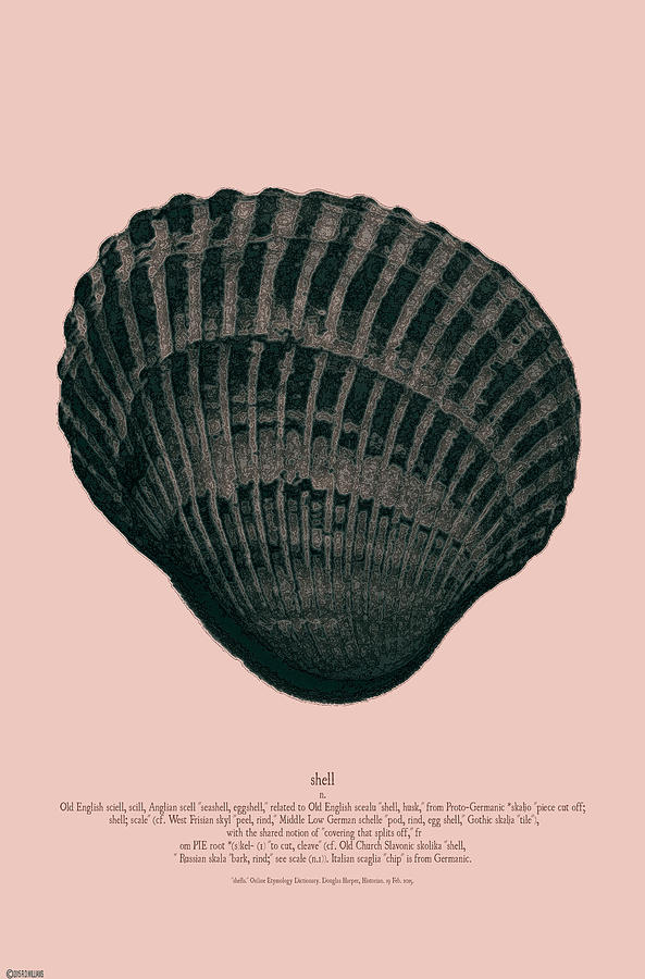 Shell Digital Art by Robert Williams - Fine Art America