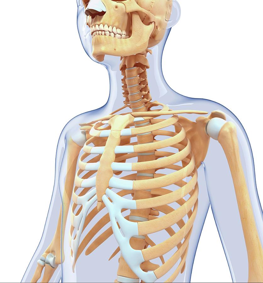 Human Skeletal System #100 by Science Photo Library