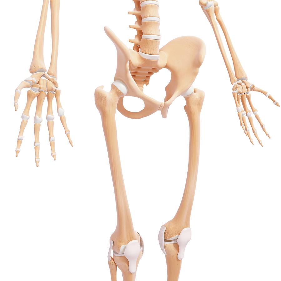 Human Skeleton #101 by Science Photo Library