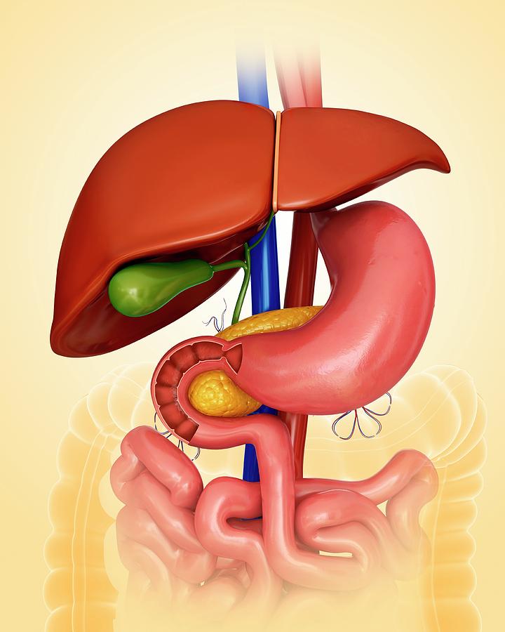 Human Internal Organs #104 by Science Photo Library