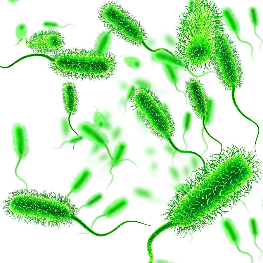 E. Coli Bacteria Photograph by Pixologicstudio/science Photo Library ...