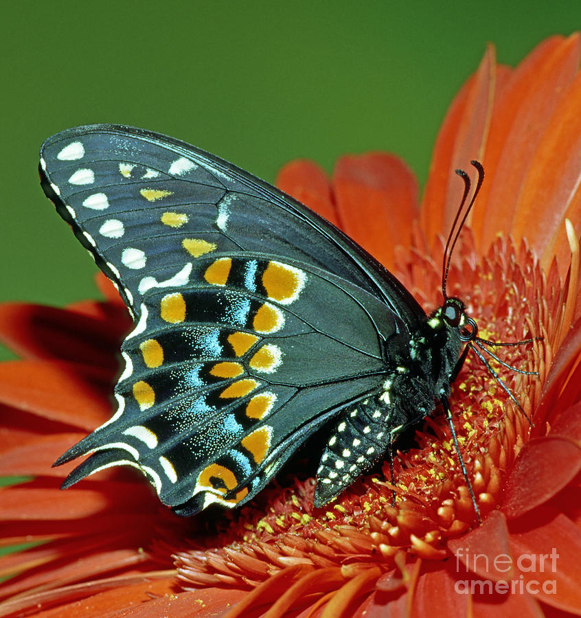 Eastern Black Swallowtail Photograph by Millard H. Sharp - Pixels