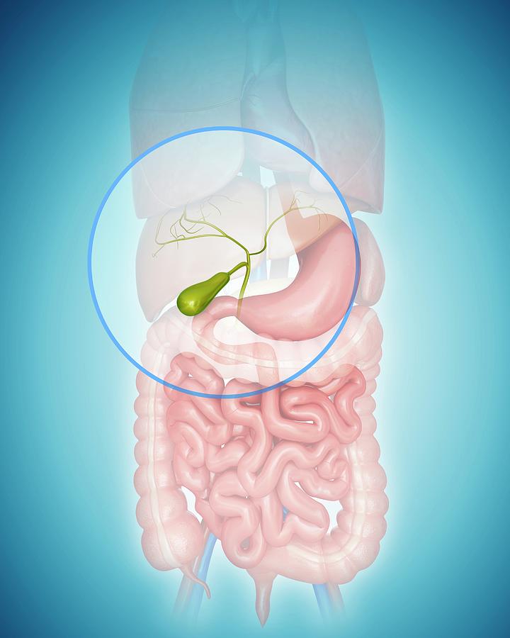 Human Gall Bladder Photograph by Pixologicstudio - Pixels