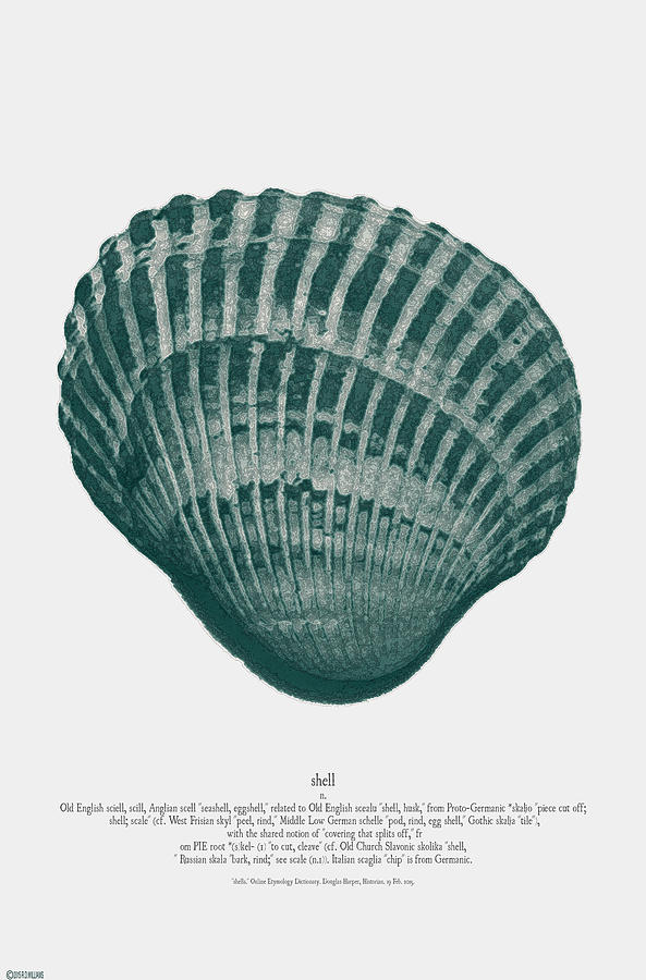 Shell Digital Art by Robert Williams - Fine Art America