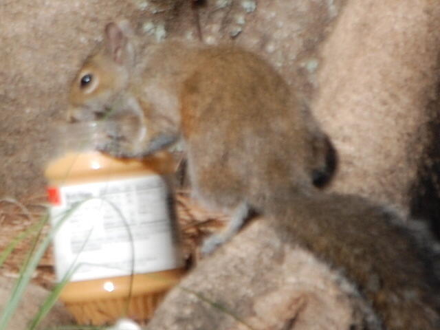 Squirrel Photograph by Robert Floyd - Fine Art America