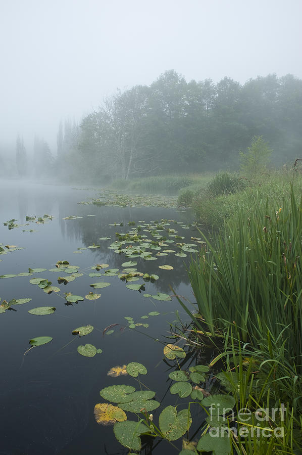 Sunrise lake in fog with trees shrouded in mist Photograph by Jim ...