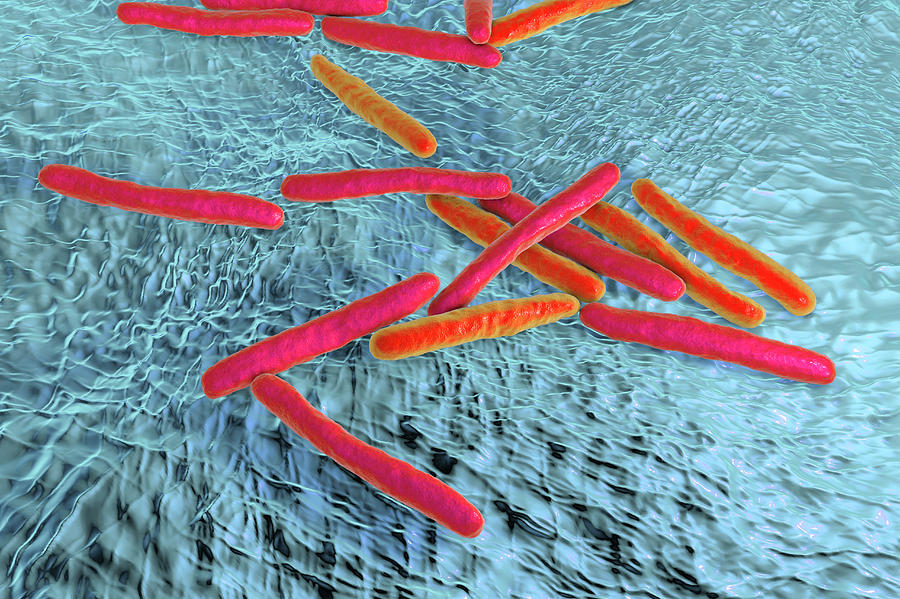 Tuberculosis Bacteria Photograph by Kateryna Kon/science Photo Library - Fine Art America