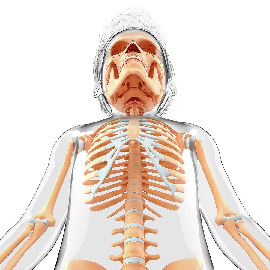 Human Skeletal System Photograph by Pixologicstudio - Fine Art America