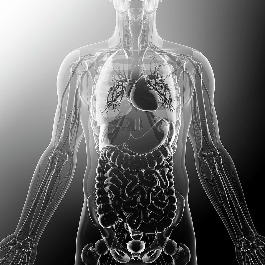 Human Internal Organs #114 Photograph by Pixologicstudio - Fine Art America