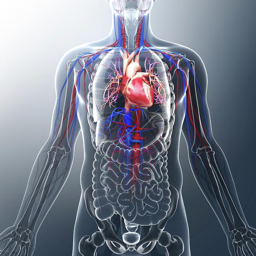 Human Cardiovascular System #117 by Science Photo Library