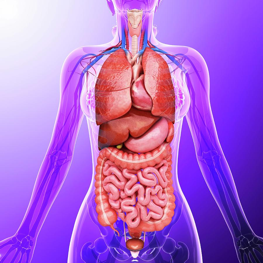 Human Internal Organs #119 by Science Photo Library