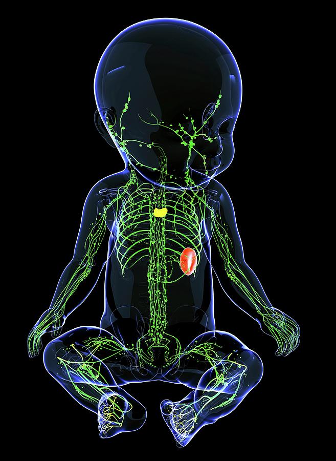 Baby's Lymphatic System #12 by Science Photo Library