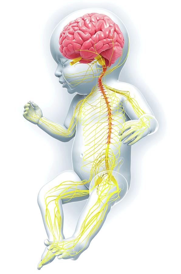 Baby's Nervous System #12 by Science Photo Library