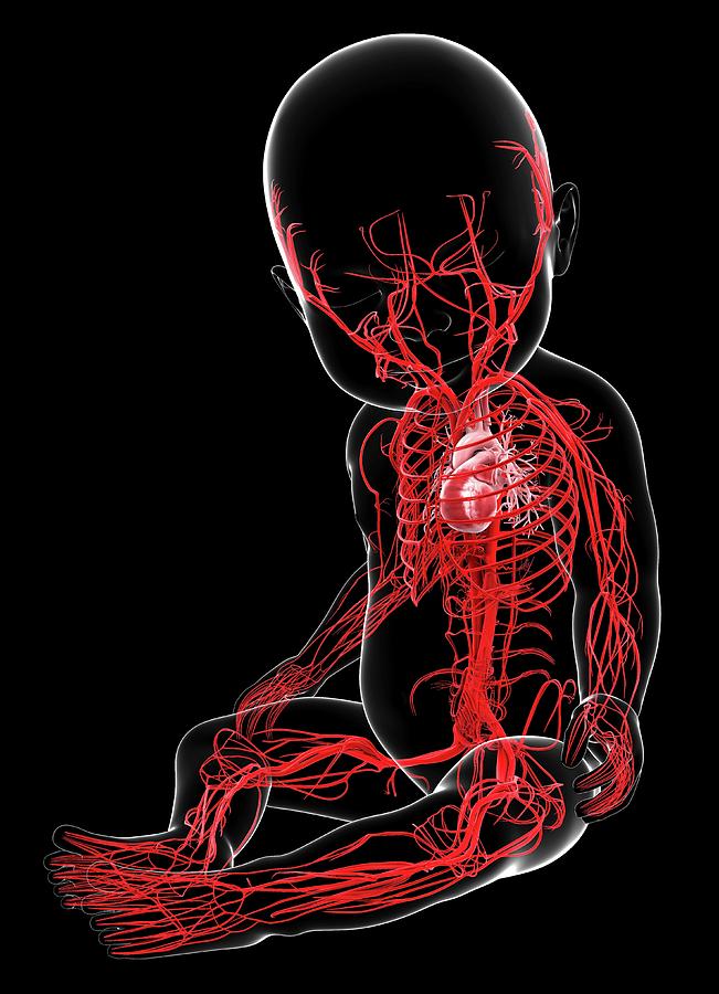 Baby's Vascular System #12 by Science Photo Library