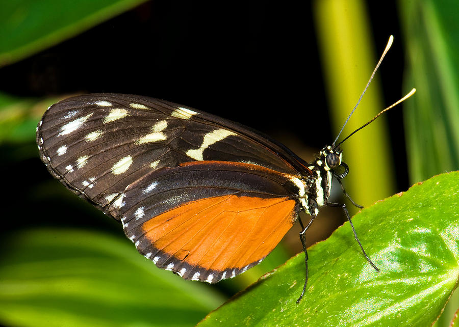 Hecale Longwing Butterfly Photograph by Millard H. Sharp - Fine Art America