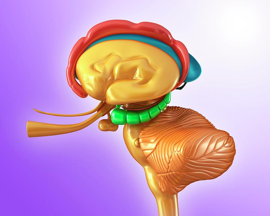 Human Brain Structures Photograph by Pixologicstudio/science Photo ...