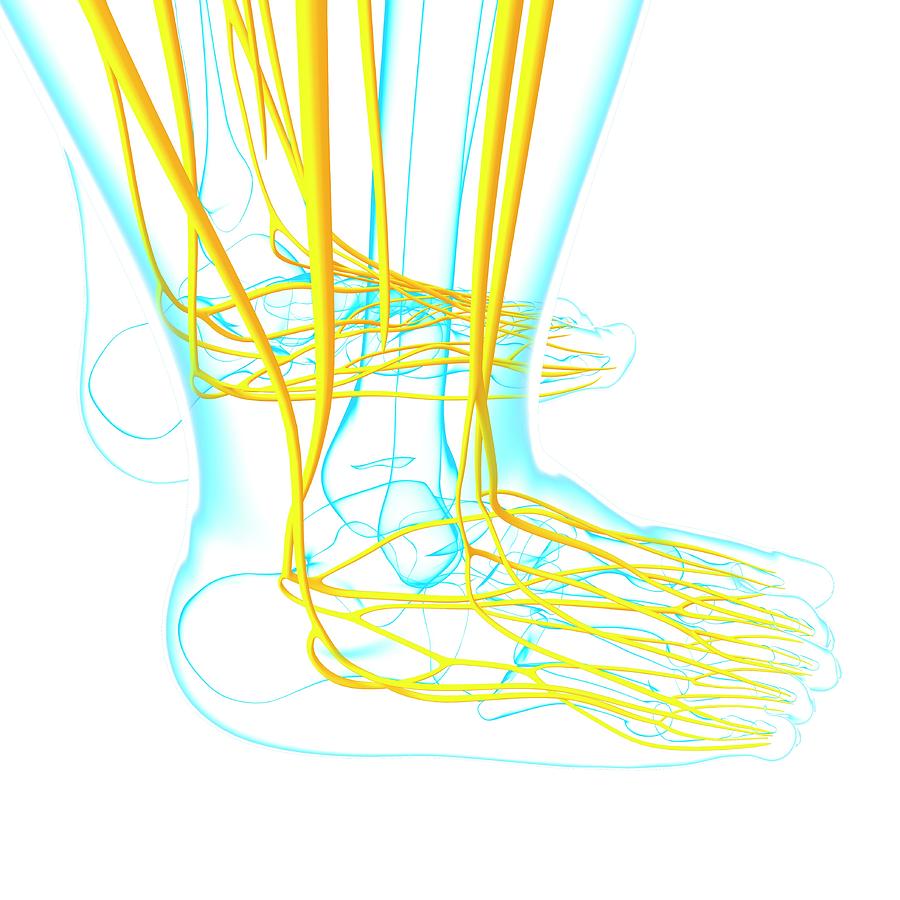Human Foot Nervous System Photograph by Pixologicstudio/science Photo ...
