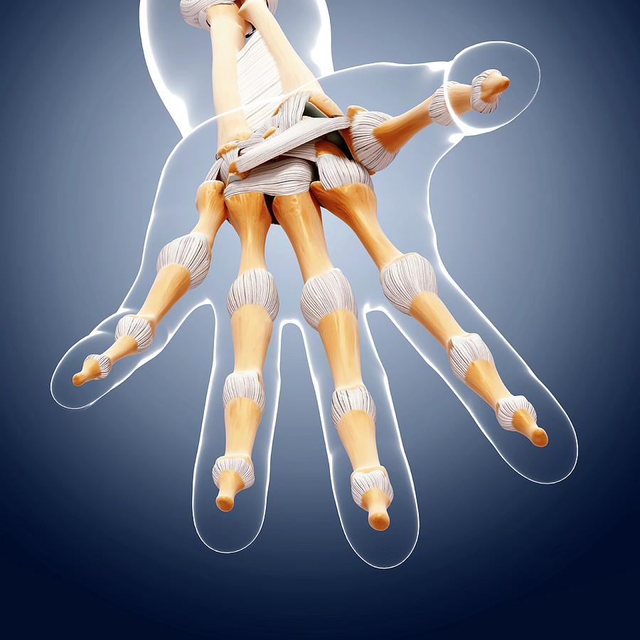 Human Hand Bones Photograph by Pixologicstudio/science Photo Library ...