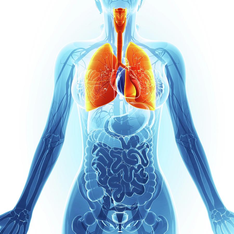 Human Lungs Photograph by Pixologicstudio - Pixels