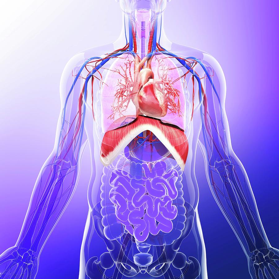 Human Respiratory System Photograph by Pixologicstudio - Pixels