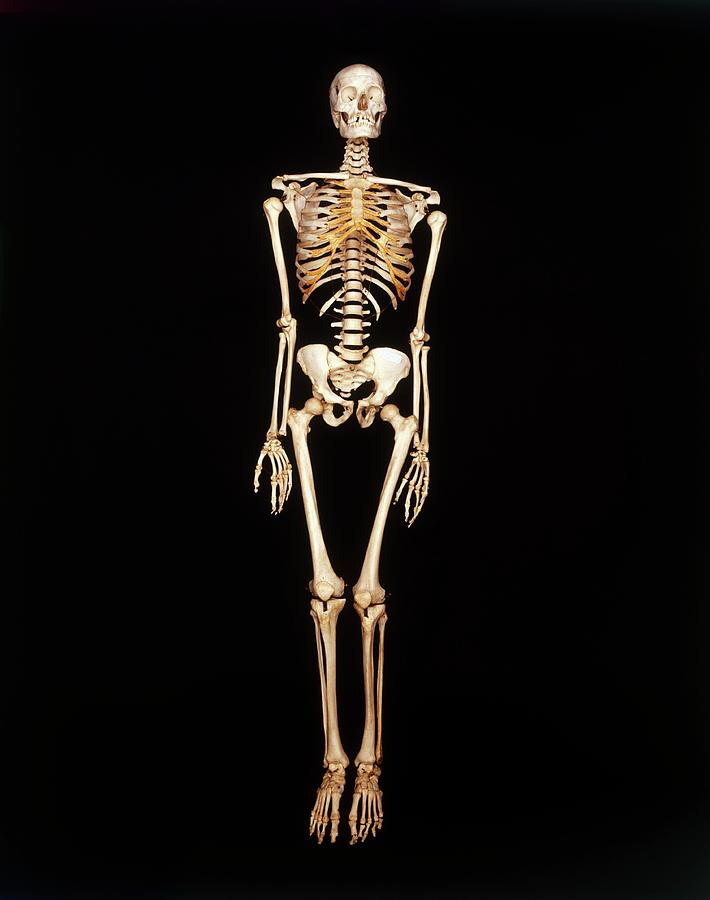 Human Skeleton Photograph by Dorling Kindersley/uig | Fine Art America