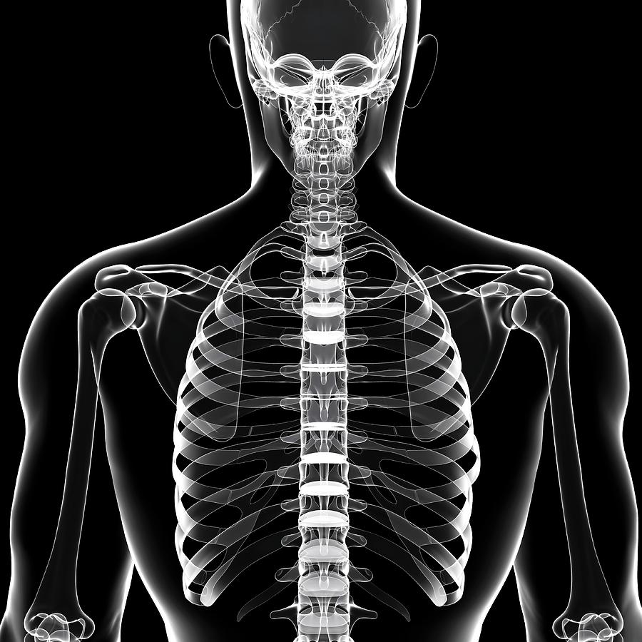 Human Skeleton Photograph by Pixologicstudio/science Photo Library ...
