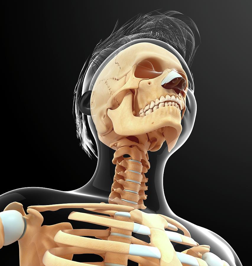 Human Skull #12 by Science Photo Library