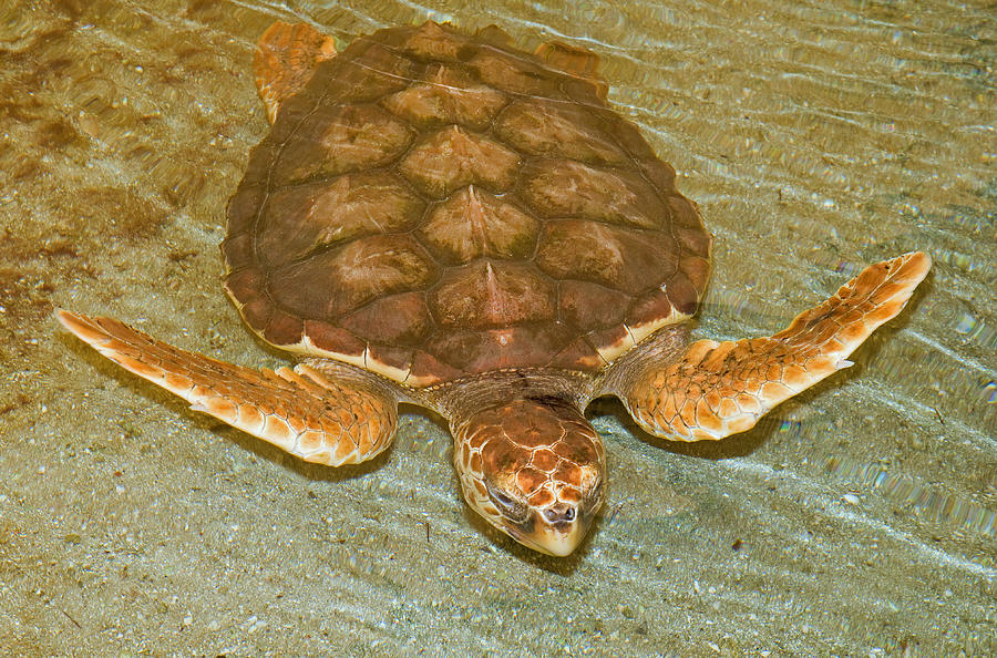 Loggerhead Sea Turtle Photograph by Millard H. Sharp | Pixels