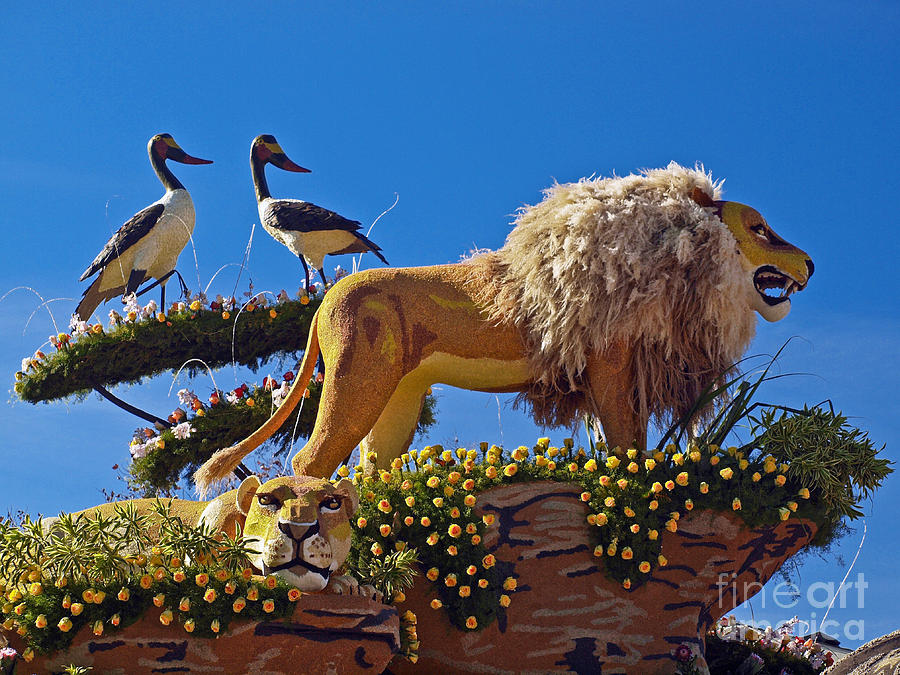 Rose Parade Photograph by Howard Stapleton - Fine Art America