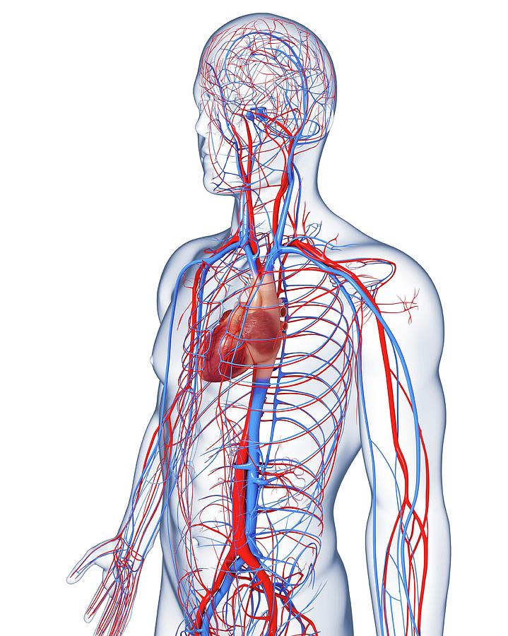 Cardiovascular System #121 Photograph by Science Photo Library - Fine ...