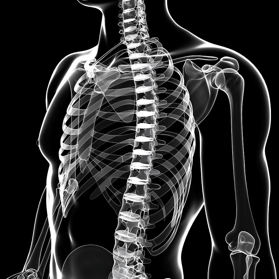 Human Skeleton Photograph by Pixologicstudio/science Photo Library - Pixels