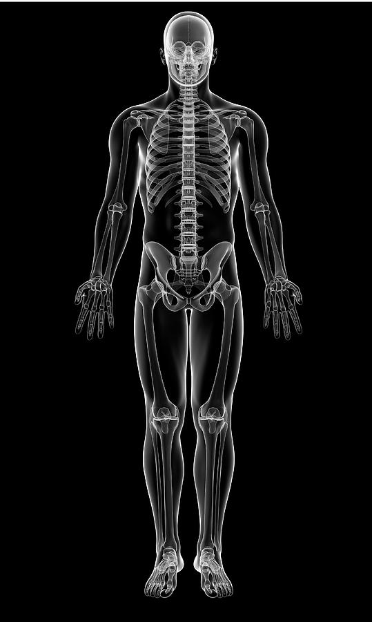 Male Skeleton Photograph by Pixologicstudio/science Photo Library - Pixels