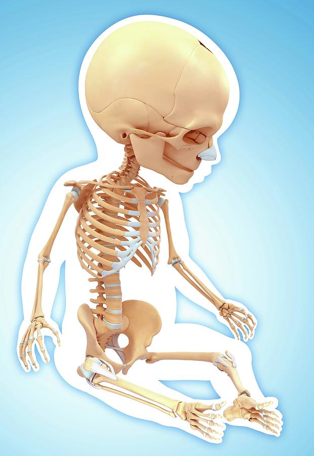 Baby's Skeletal System Photograph by Pixologicstudio - Pixels