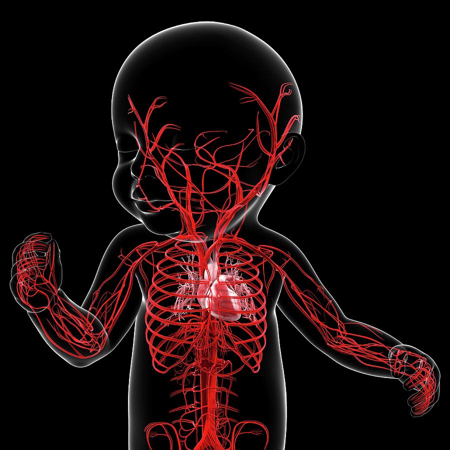 Baby's Vascular System #13 by Science Photo Library
