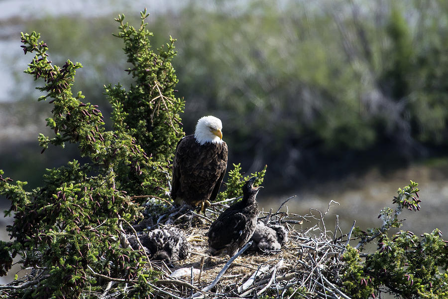 Bald Eagle Nesting Photograph by Mark Newman