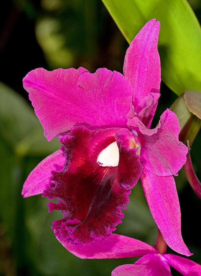 Cattleya Photograph by Millard H. Sharp - Fine Art America
