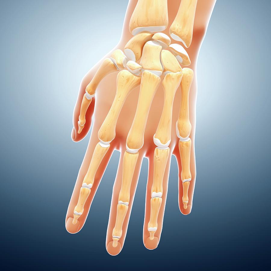 Human Hand Bones #13 by Pixologicstudio / Science Photo Library