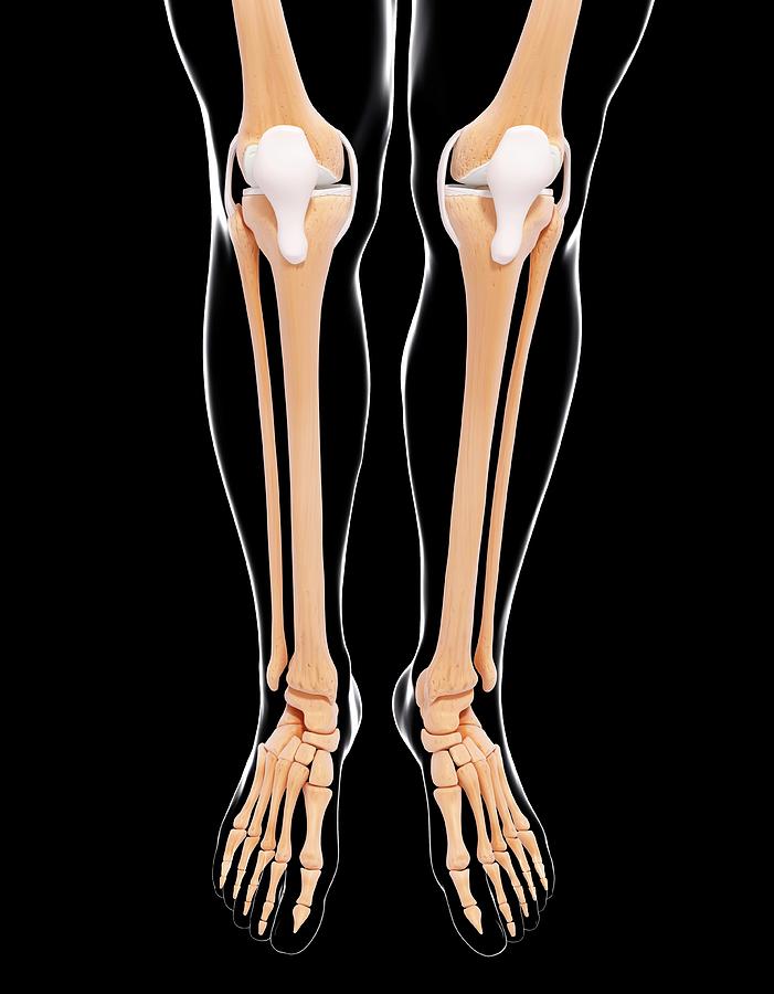 Human Leg Bones #13 by Science Photo Library