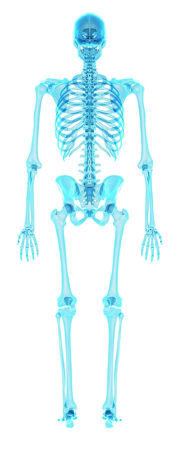 Human Skeleton Photograph by Sebastian Kaulitzki/science Photo Library ...